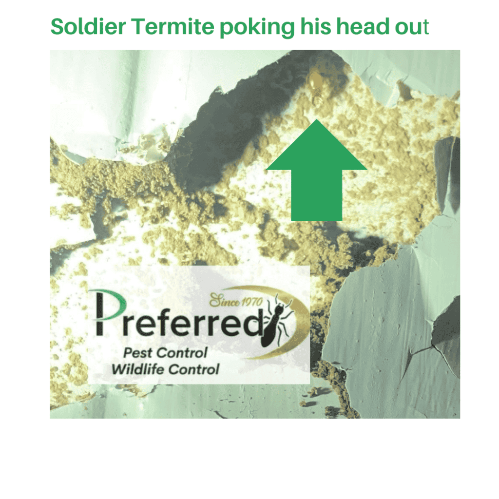 Identifying Subterranean Termite Infestations: Essential Signs ...